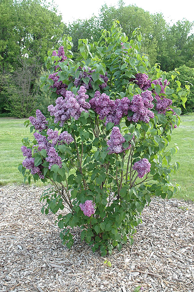 Flowering/Non-Flowering :: Trees & Shrubs in Innisfil and area | Spring ...