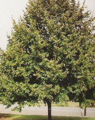Deciduous Trees | Spring Tree Farm Innisfil