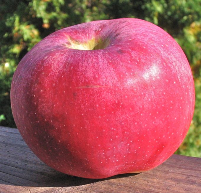Apple Trees for Sale in Innisfil, Barrie | Spring Tree Farm