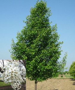 Deciduous Trees | Spring Tree Farm Innisfil