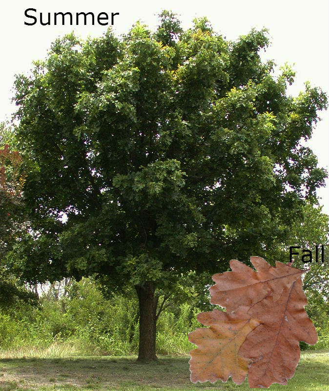 Deciduous Trees | Spring Tree Farm Innisfil