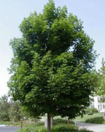 Deciduous Trees | Spring Tree Farm Innisfil