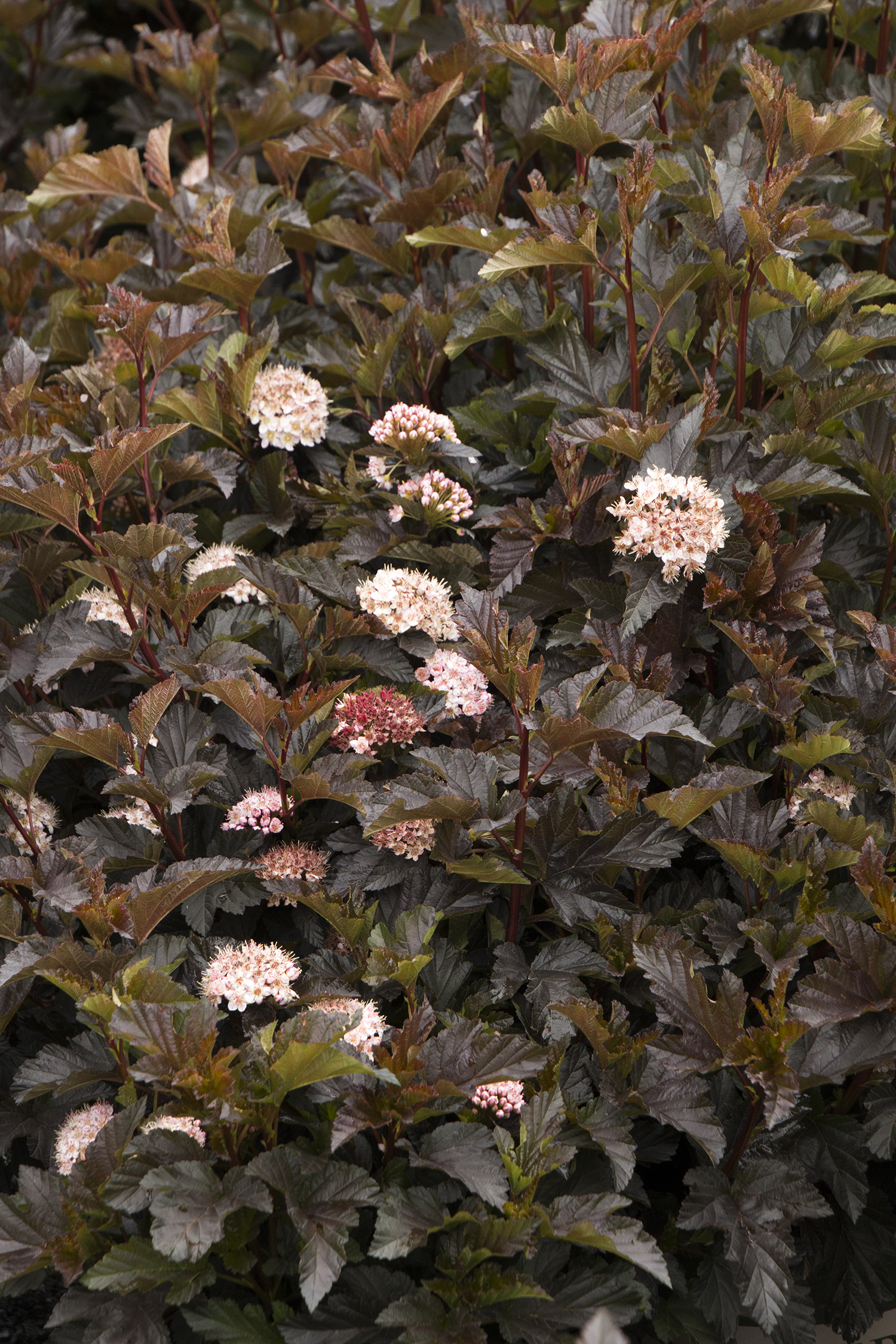 Flowering/Non-Flowering :: Trees & Shrubs in Innisfil and area | Spring ...