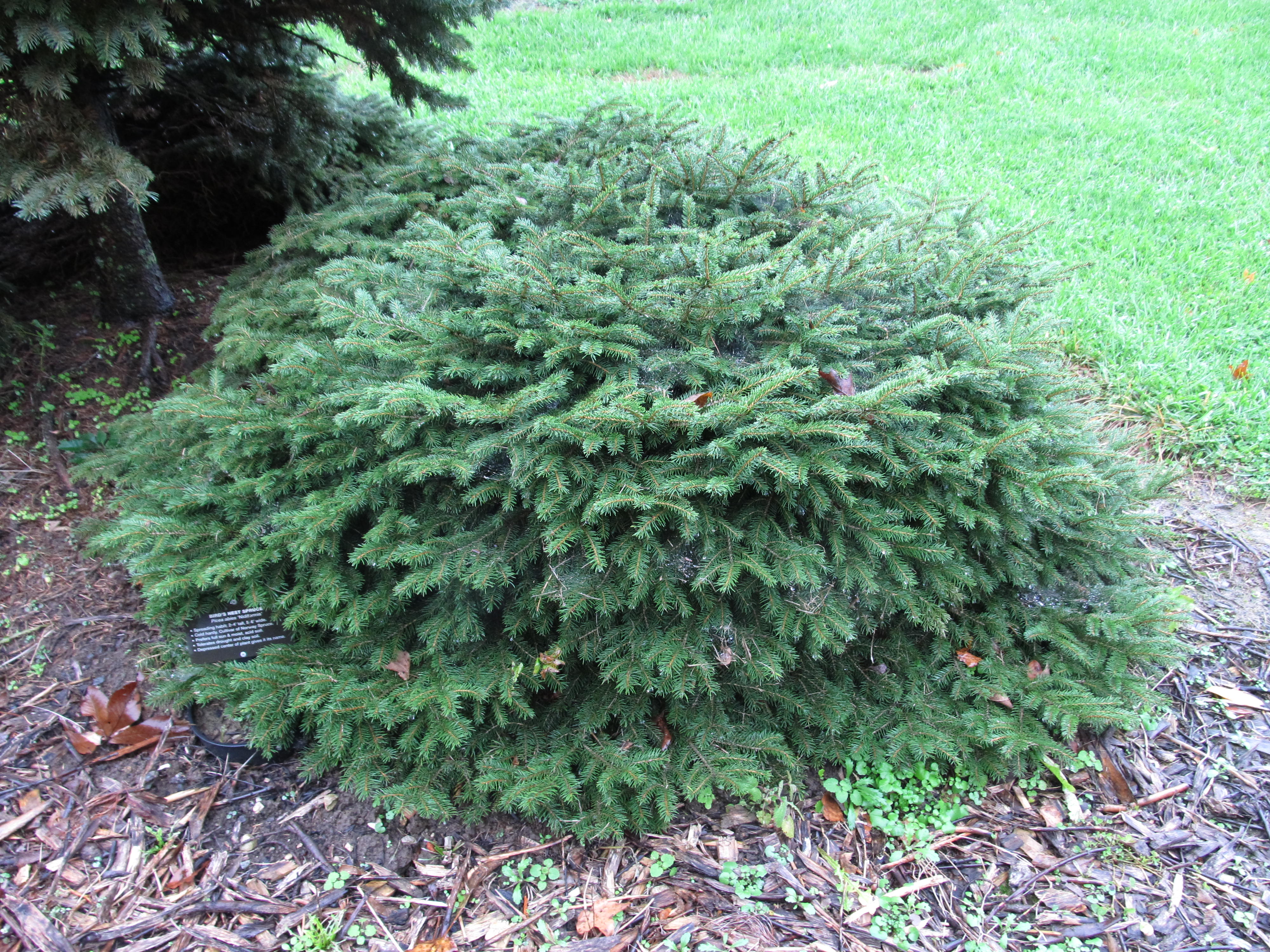 Evergreen Shrubs | Spring Tree Farm Innisfil
